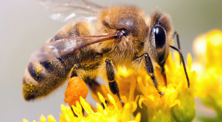 Scientific topics- Scientific wonders (11): Bees: The Amazing System ...
