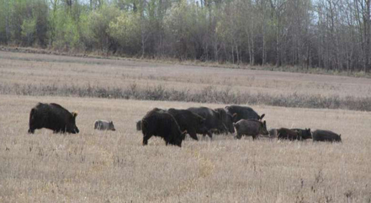 Scientific topics- Scientific wonders (30): Why is Pork prohibited?